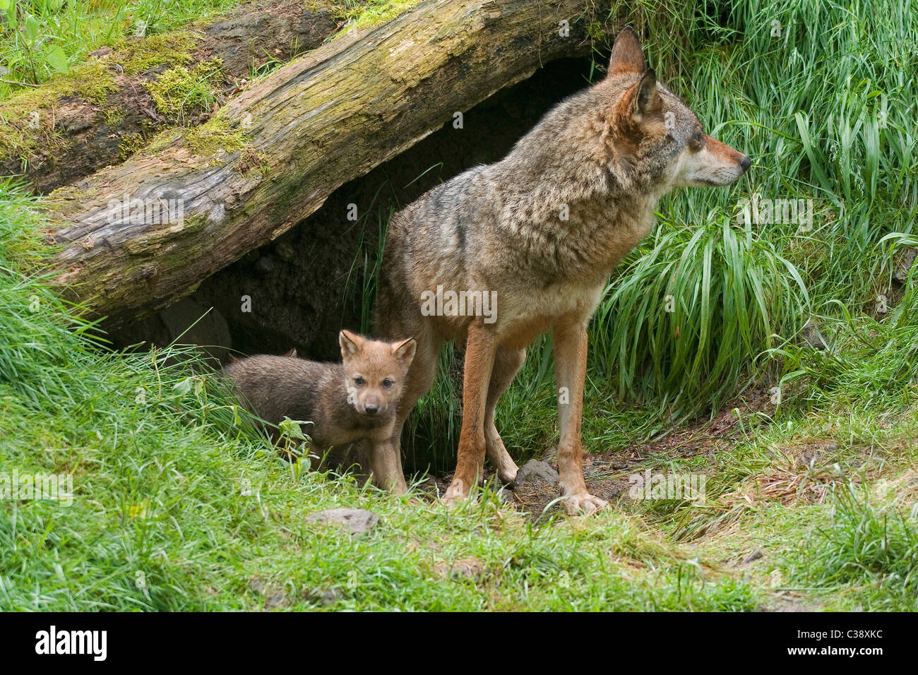 grey wolf and cub Stock Photo - Alamy