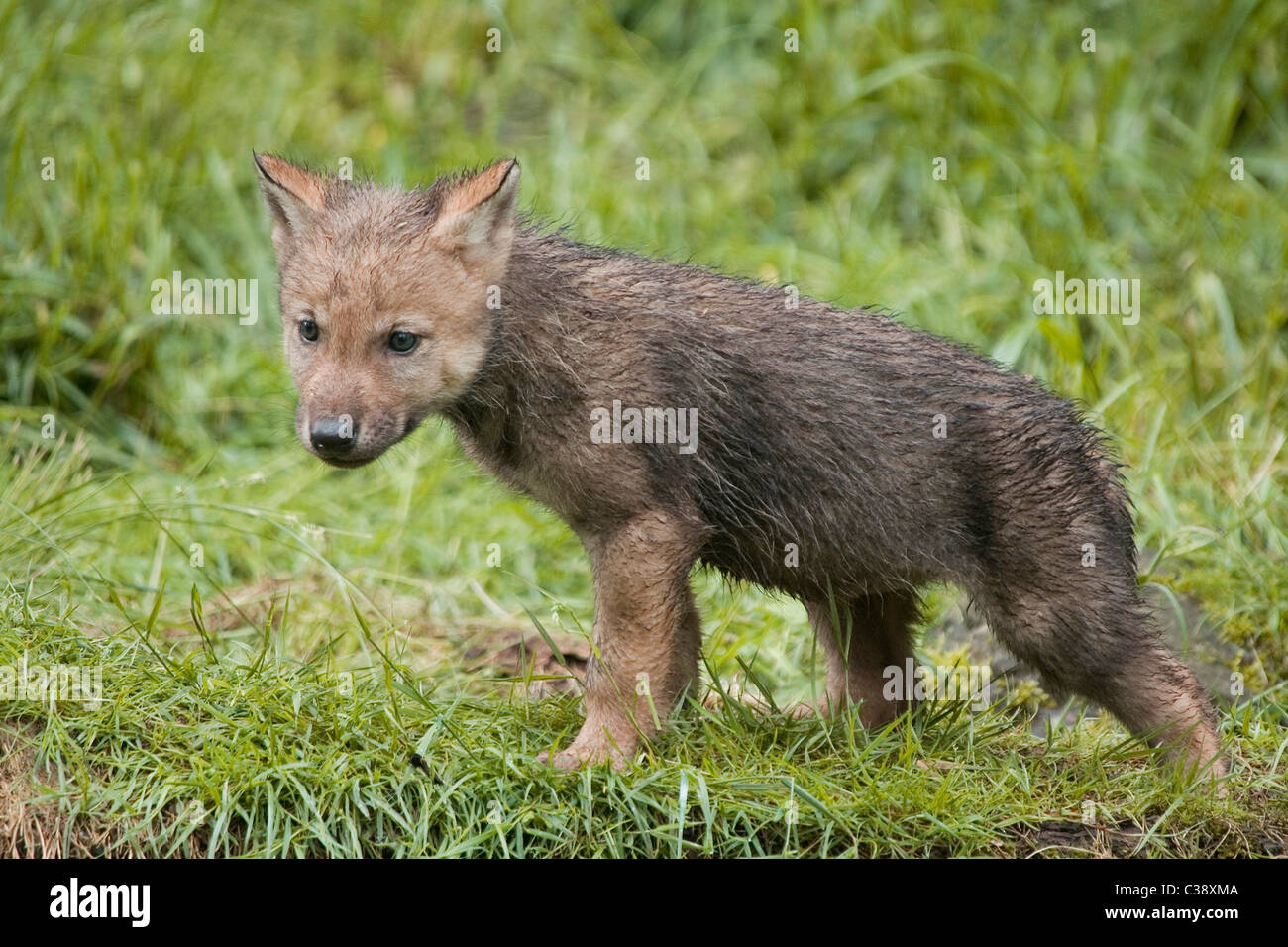 Gray wolf. Wet cub on meadow Stock Photo - Alamy