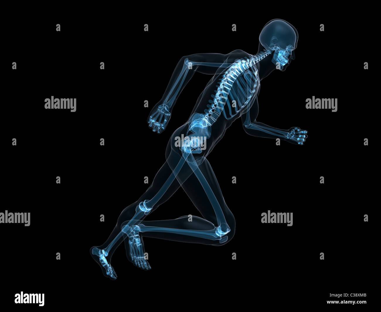 Skeleton Human Anatomy Walking High Resolution Stock Photography and ...