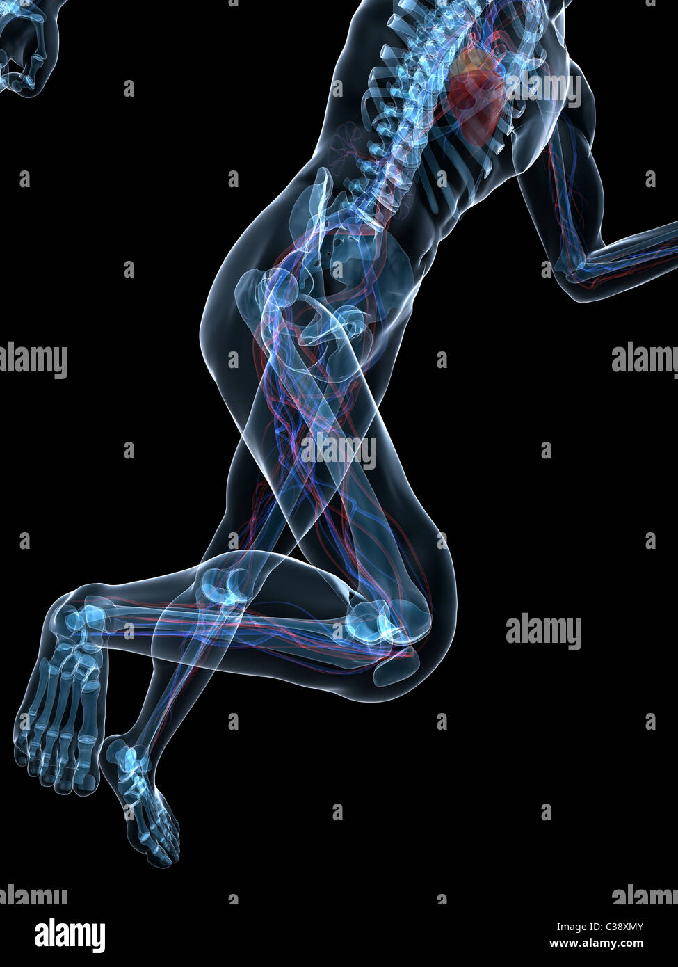 Human skeletal system walking hi-res stock photography and images - Alamy