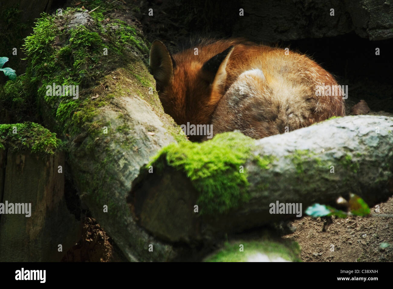 Sleepy red fox lying hi-res stock photography and images - Alamy