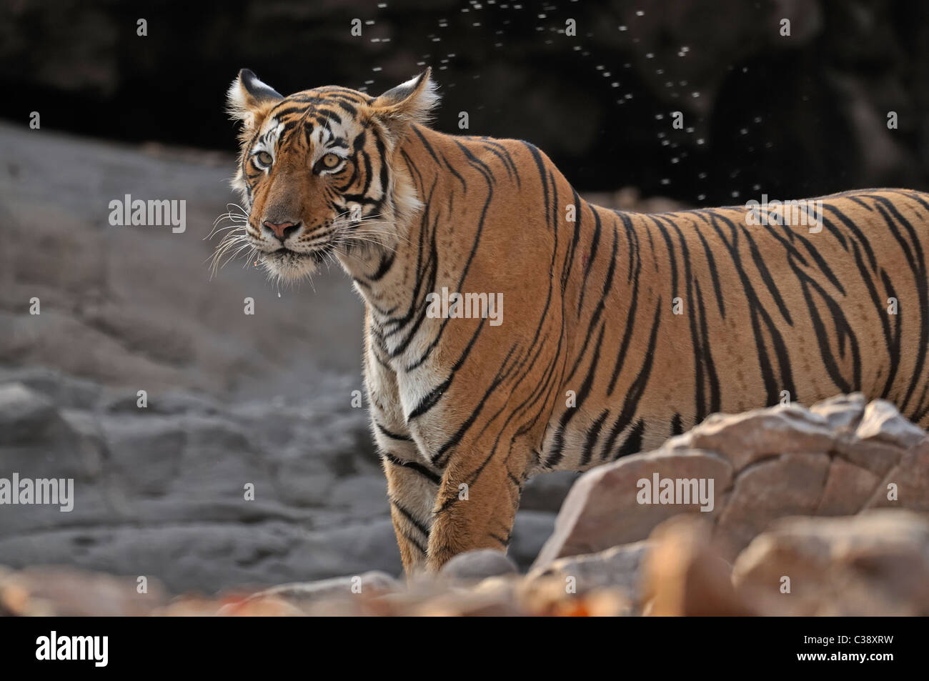 Tiger terrain hi-res stock photography and images - Alamy