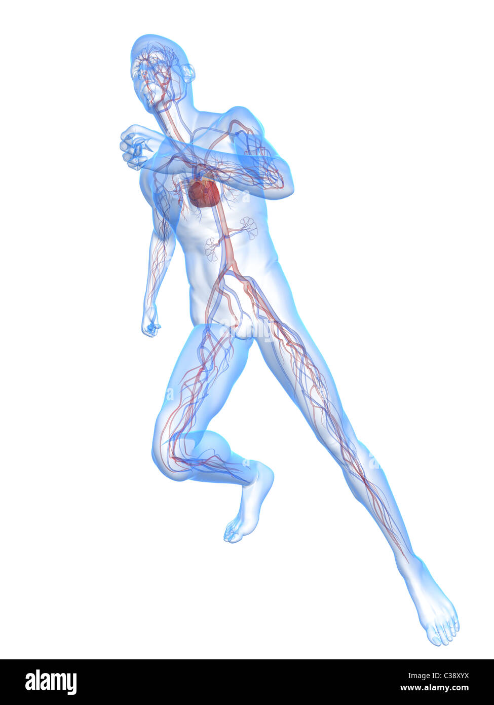 Human skeletal system walking hi-res stock photography and images - Alamy