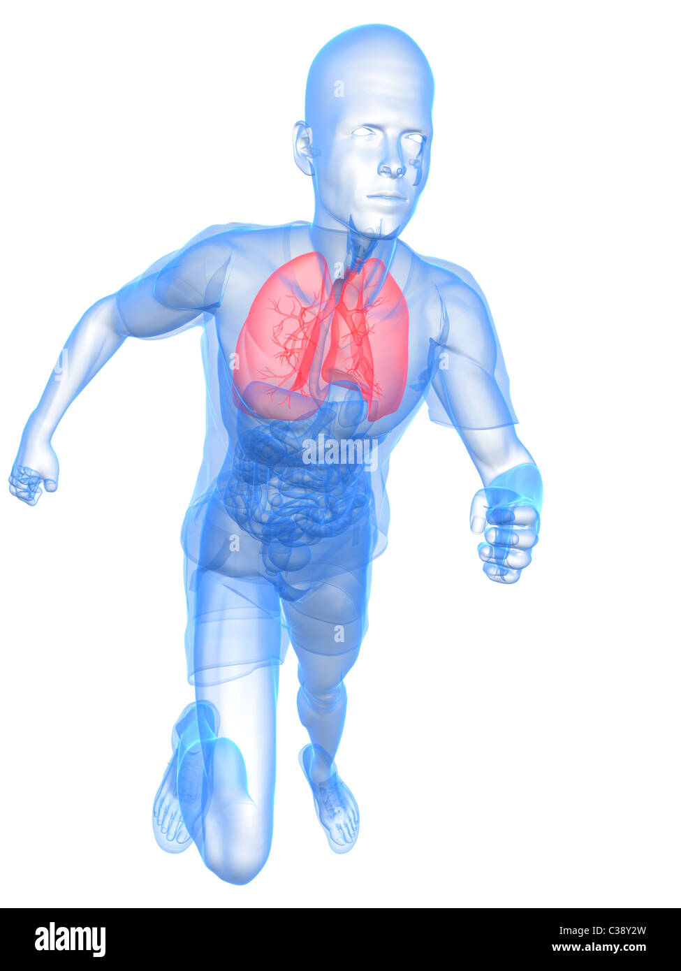 running skeleton with highlighted lung Stock Photo - Alamy