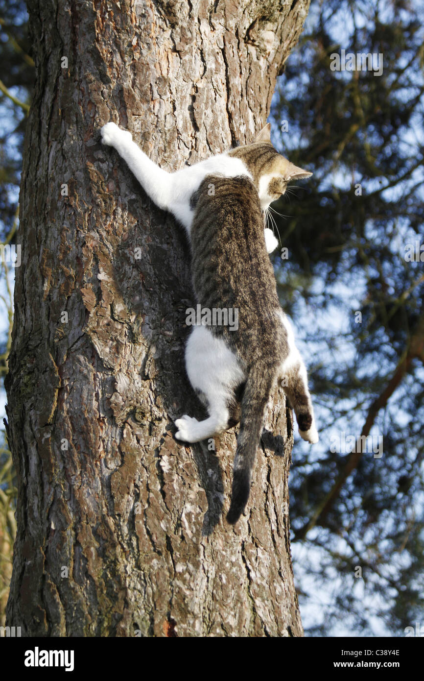 domestic cat climbing on tree Stock Photo - Alamy