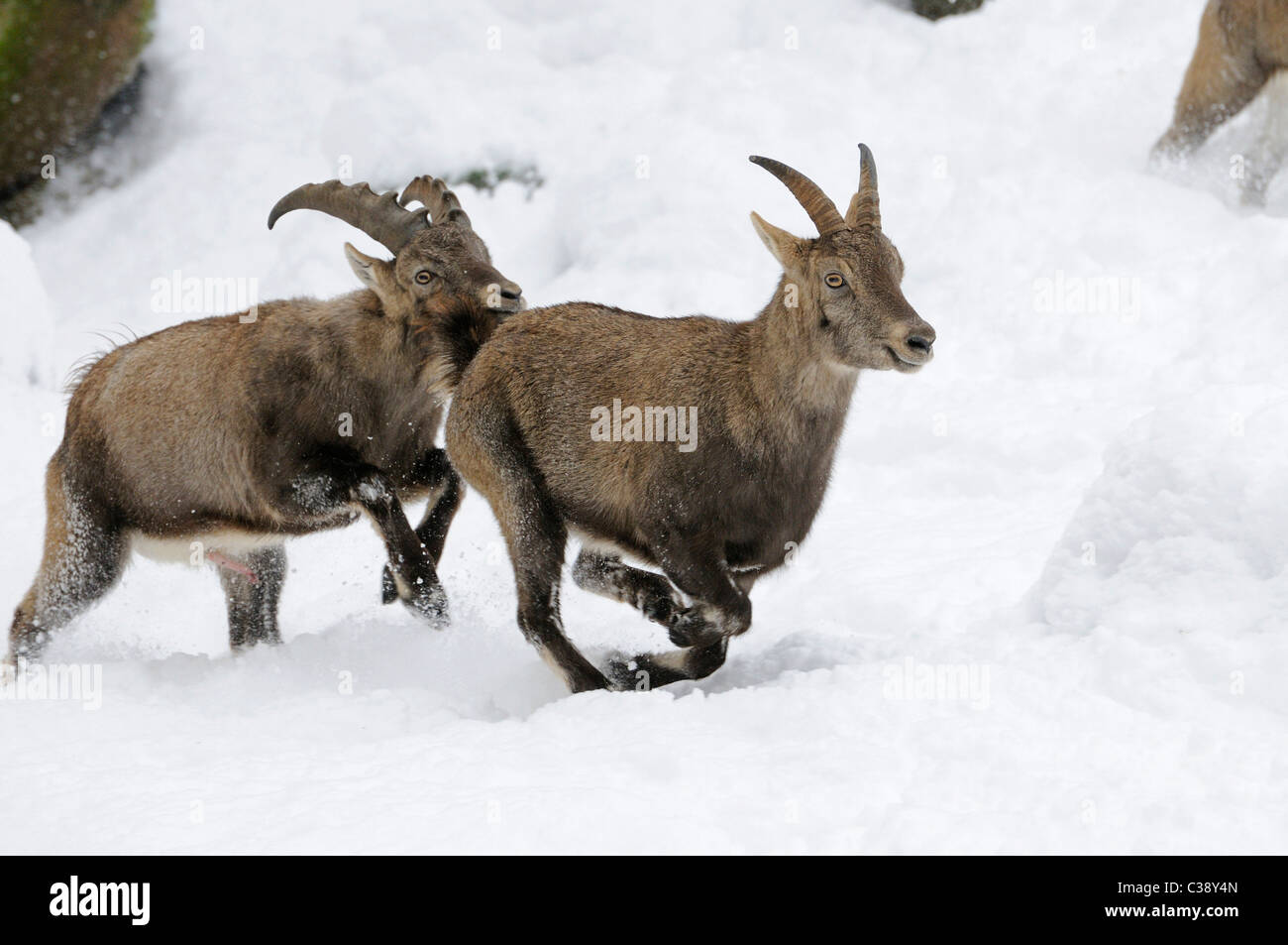 two Alpine ibexes in snow Stock Photo - Alamy