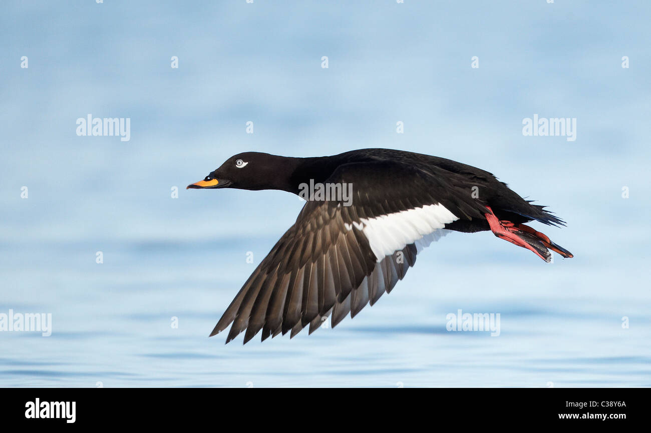 Velvet Scoter (Melanitta fusca), drake in flight Stock Photo - Alamy