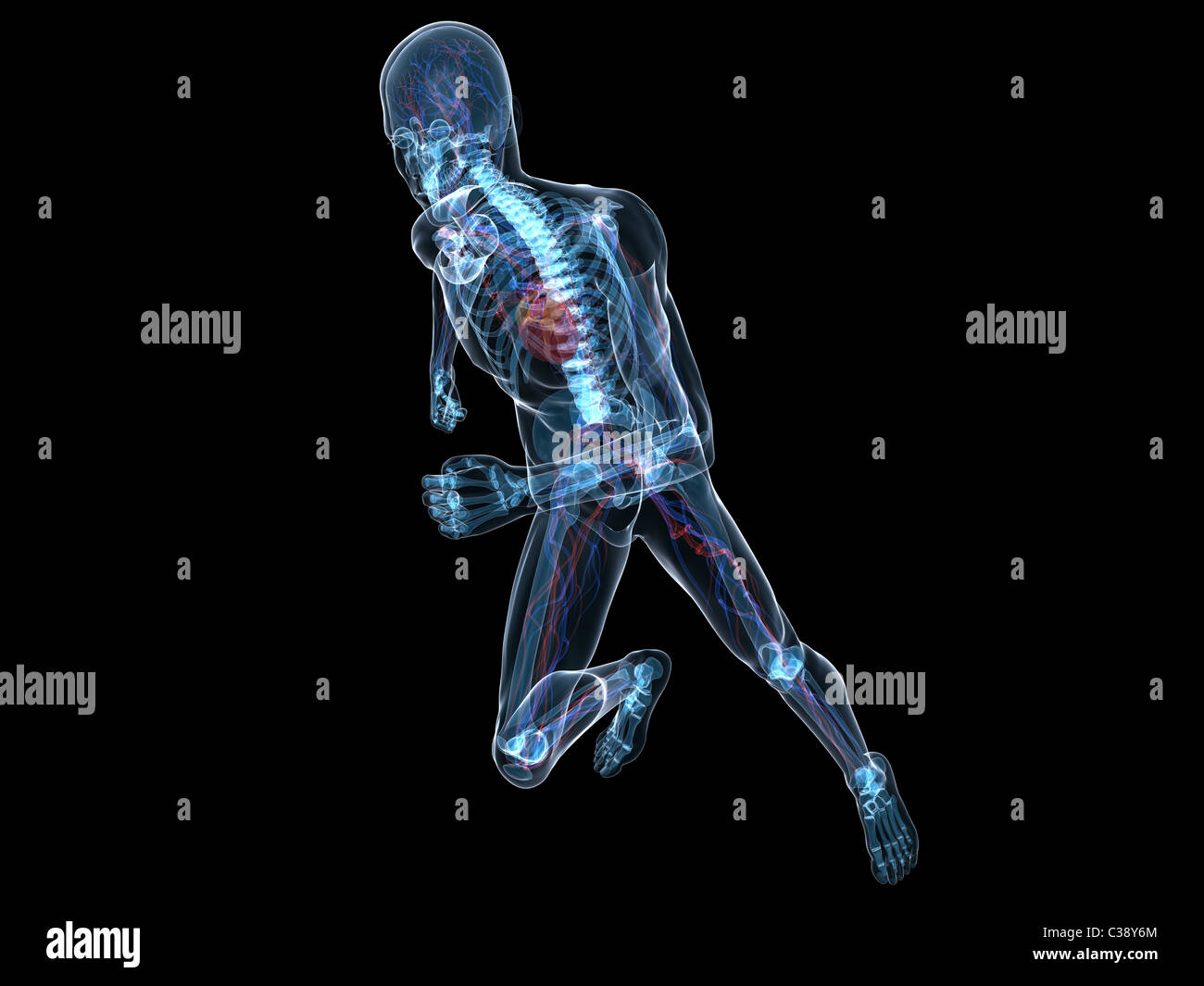Human skeletal system walking hi-res stock photography and images - Alamy