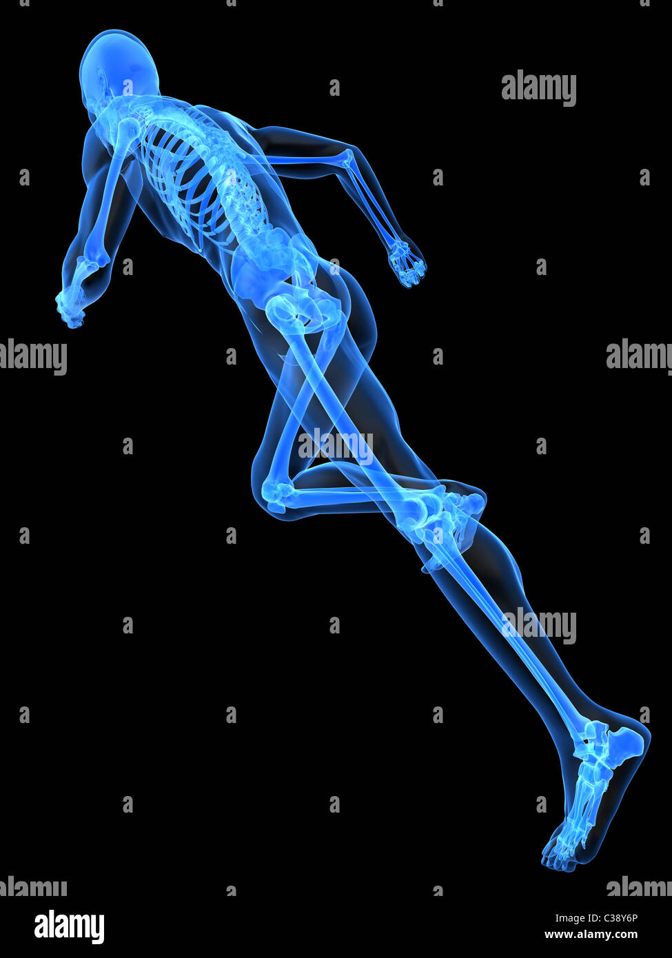 Medical Skeleton Running Knee Joints High Resolution Stock Photography ...