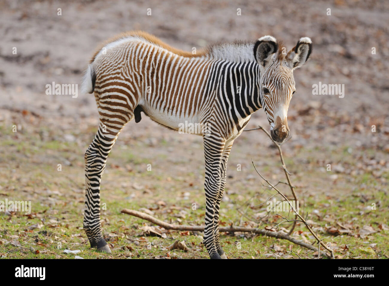 Zebra cub hi-res stock photography and images - Alamy