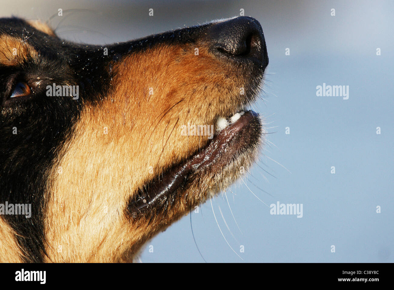 Australian Shepher dog - snout Stock Photo - Alamy