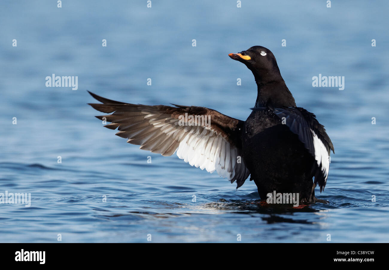 Velvet Scoter (Melanitta fusca). Drake on water flapping its wings ...