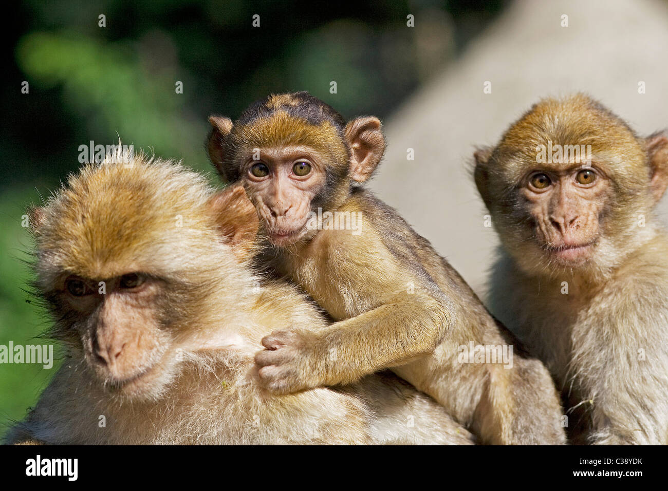 Barbary Macaques and cub / Macaca sylvanus Stock Photo - Alamy