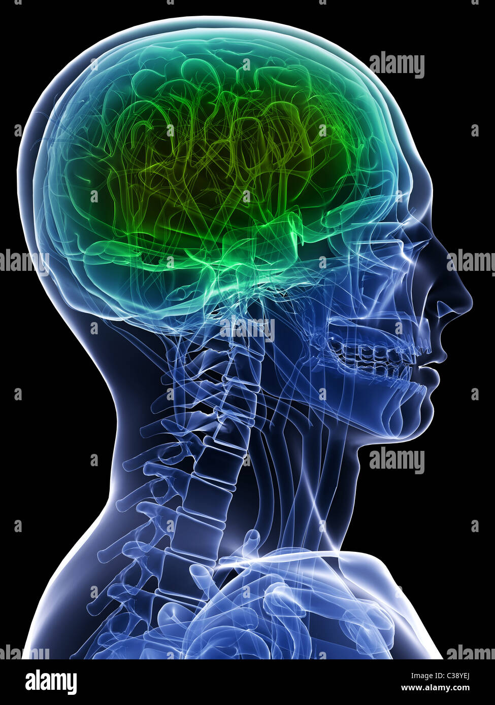 Human brain hi-res stock photography and images - Alamy