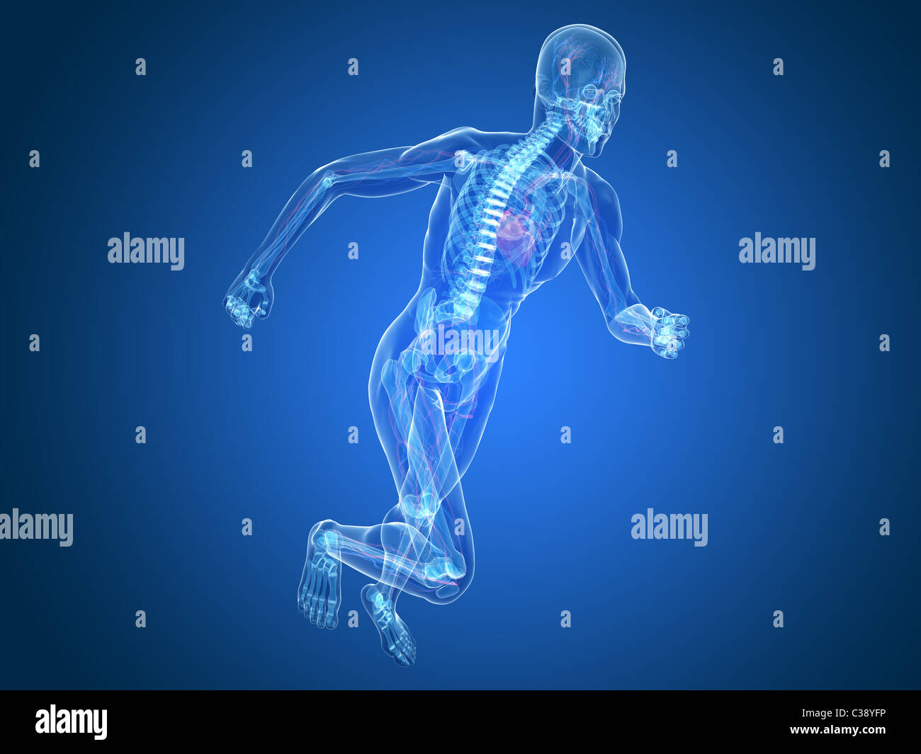 Running skeleton hi-res stock photography and images - Alamy