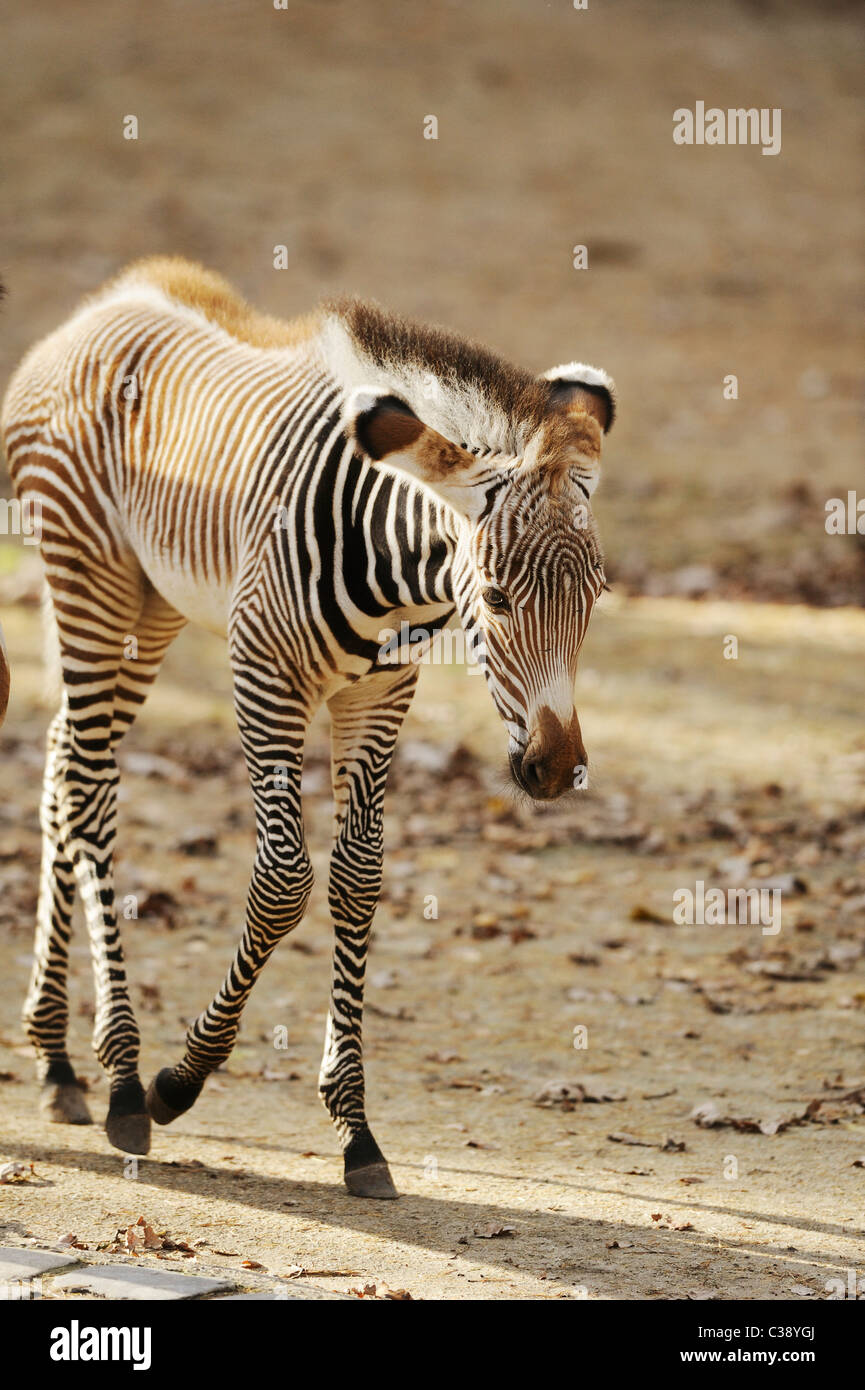 Grévy's Zebra - cub / Equus grevyi Stock Photo - Alamy