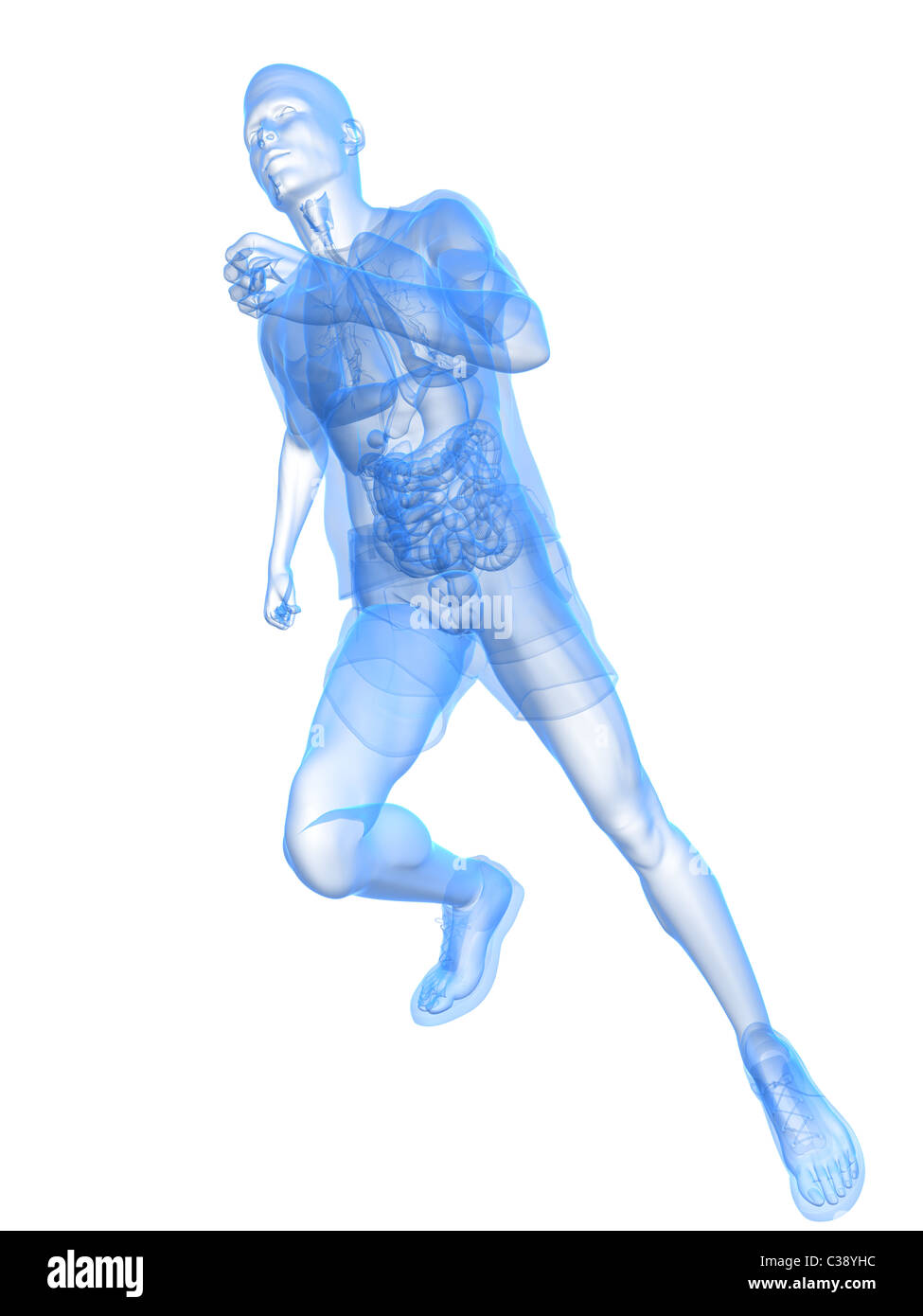Male anatomy running Cut Out Stock Images & Pictures - Alamy