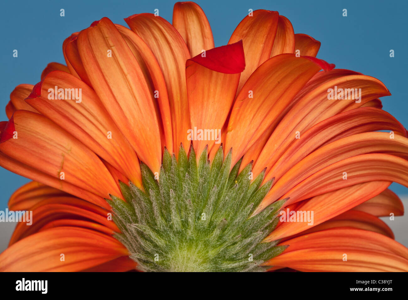 underside of an orange daisy flower Stock Photo - Alamy