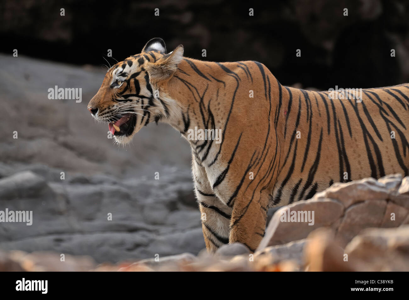 Tiger in rocky terrain in Ranthambhore national park Stock Photo - Alamy