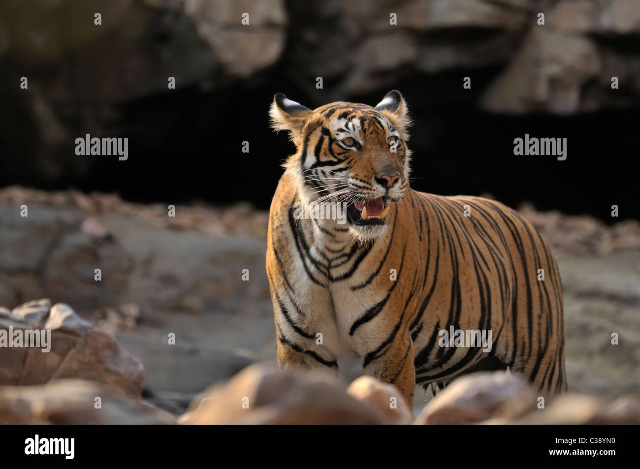 Tiger in rocky terrain in Ranthambhore national park Stock Photo - Alamy