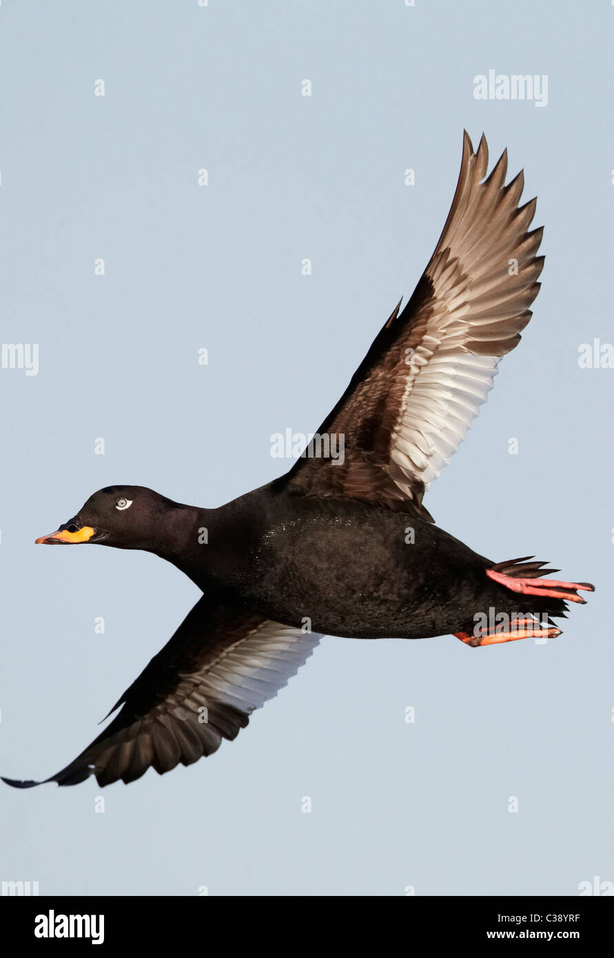 Velvet Scoter (Melanitta fusca), drake in flight Stock Photo - Alamy