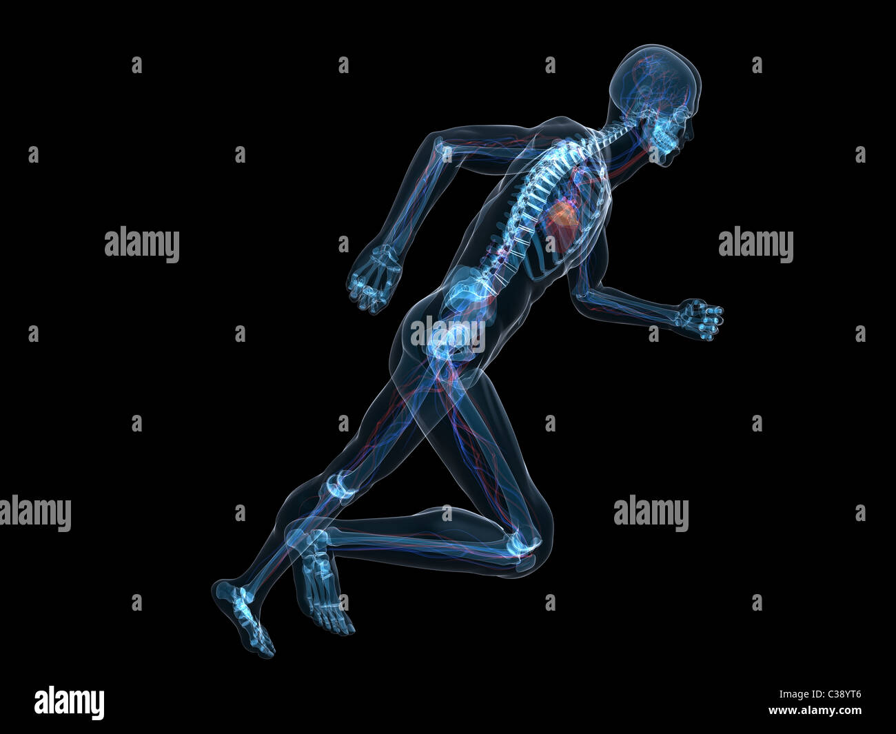 running skeleton - vascular Stock Photo - Alamy