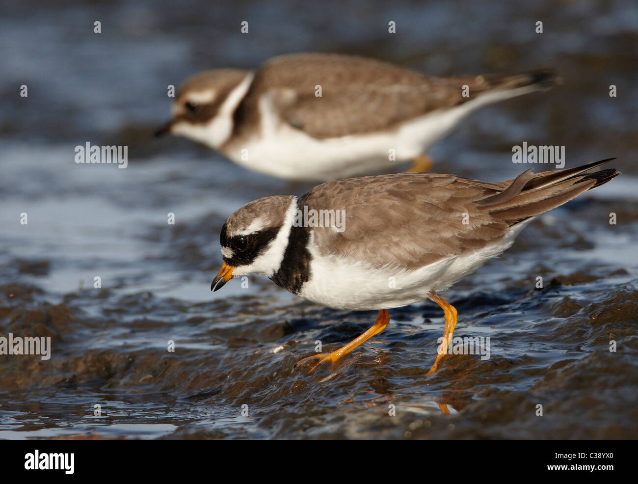 Juvenile ringed plover hi-res stock photography and images - Alamy