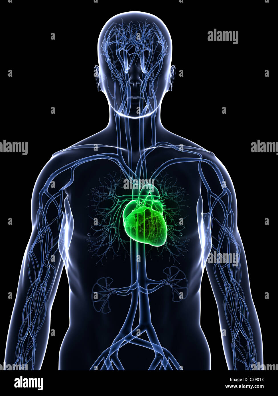 Human heart attack, illustration hi-res stock photography and images ...