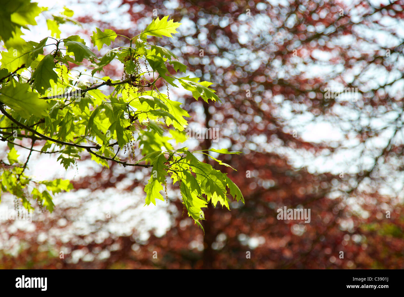 Canopy tree green sun hi-res stock photography and images - Alamy