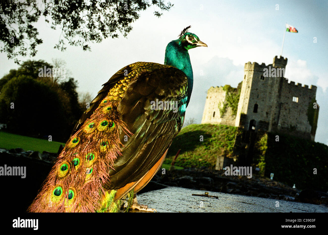 A peacock in the grounds of Cardiff Castle with the Norman keep in the ...