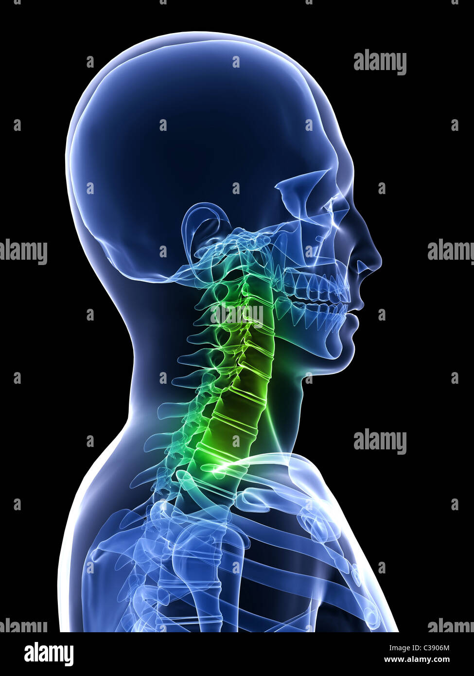 Human Neck Bones And Muscle Stock Photos & Human Neck Bones And Muscle ...