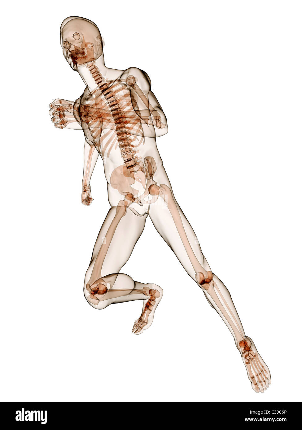 Running skeleton Cut Out Stock Images & Pictures - Alamy