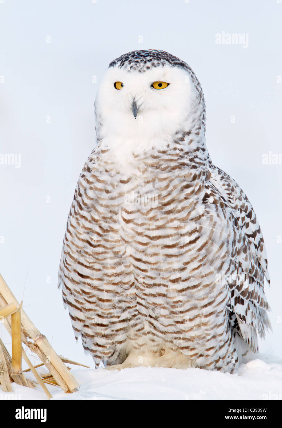 Adult Snowy Owl