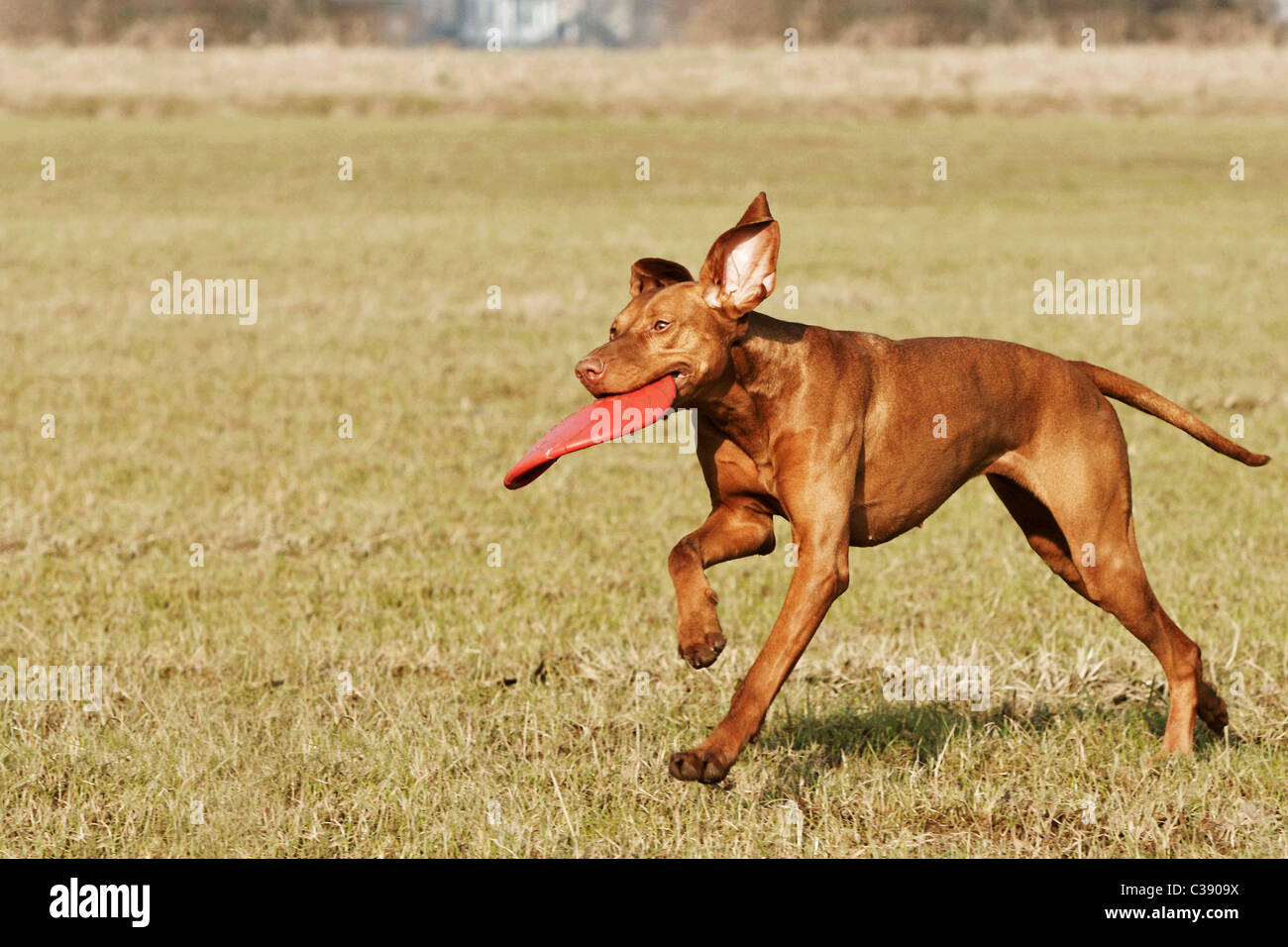 Magyar Vizsla dog with toy - running Stock Photo - Alamy