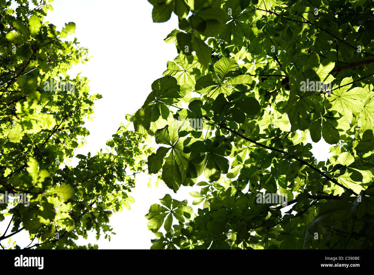 Overhanging forest canopy hi-res stock photography and images - Alamy