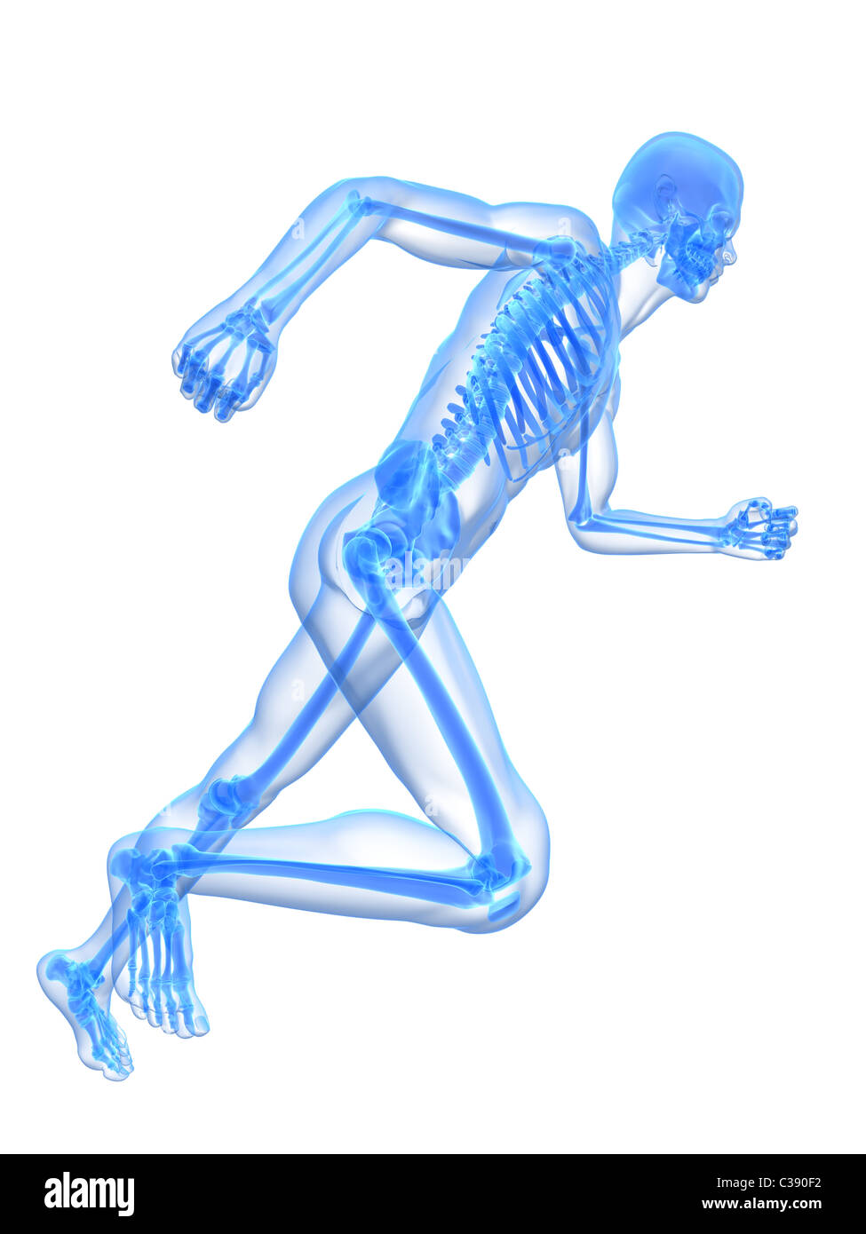 Human skeleton illustration running hi-res stock photography and images - Alamy