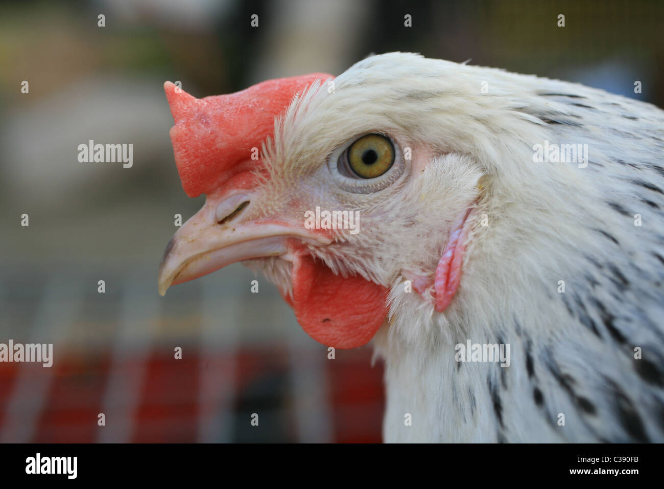 Close up domestic chickens hi-res stock photography and images - Alamy
