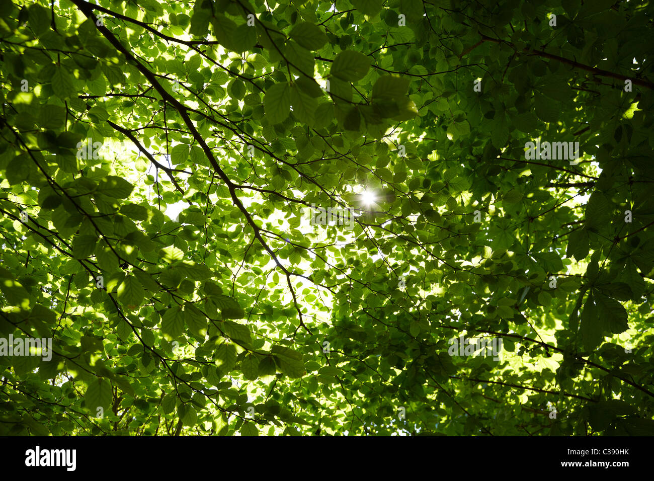Canopy diversity hi-res stock photography and images - Alamy