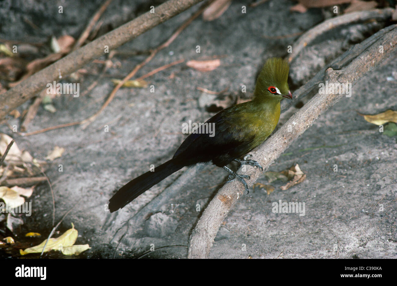 Guinea or Green turaco (Tauraco persa: Musophagidae) coming to drink at ...