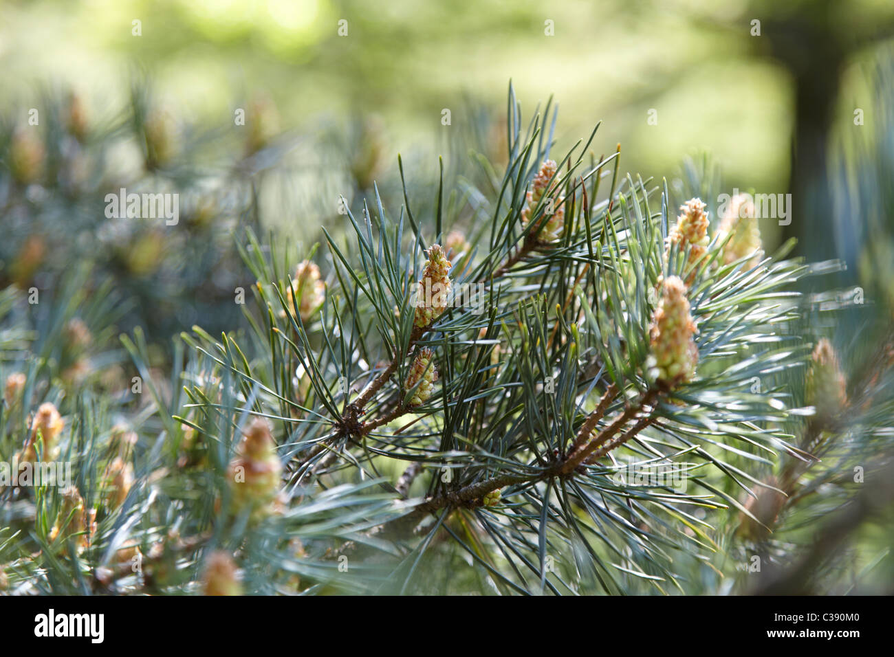 Close up of tree branch showing thin spines and tree elements. Shot ...