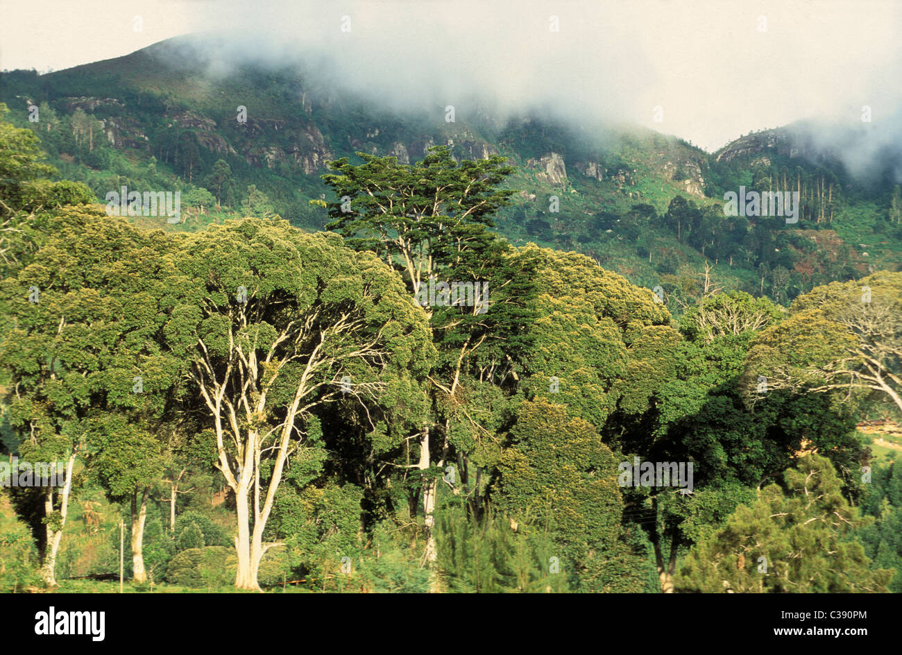 Tanzania. Rainforest in Pare District Stock Photo - Alamy
