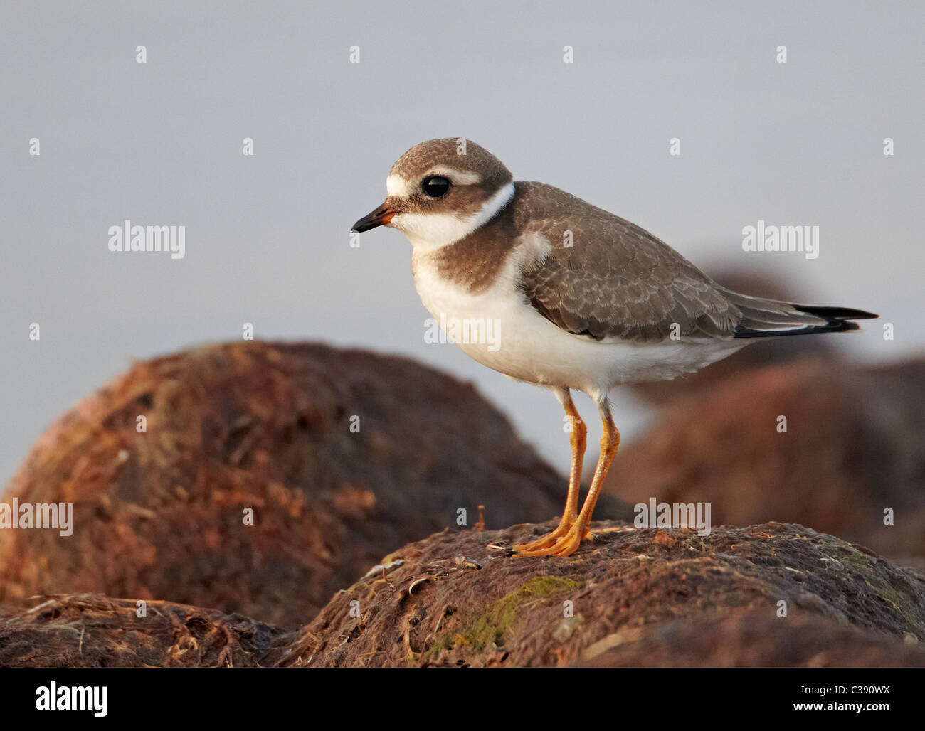 Ringed Plover (Charadrius hiaticula), juvenile standing on a rock Stock ...