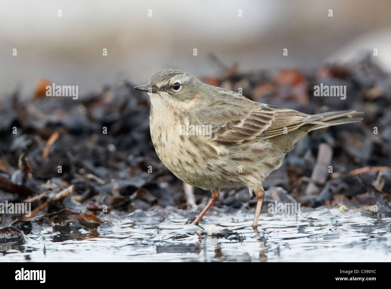 Rock Pipit (Anthus petrosus) foraging in seaweed Stock Photo - Alamy