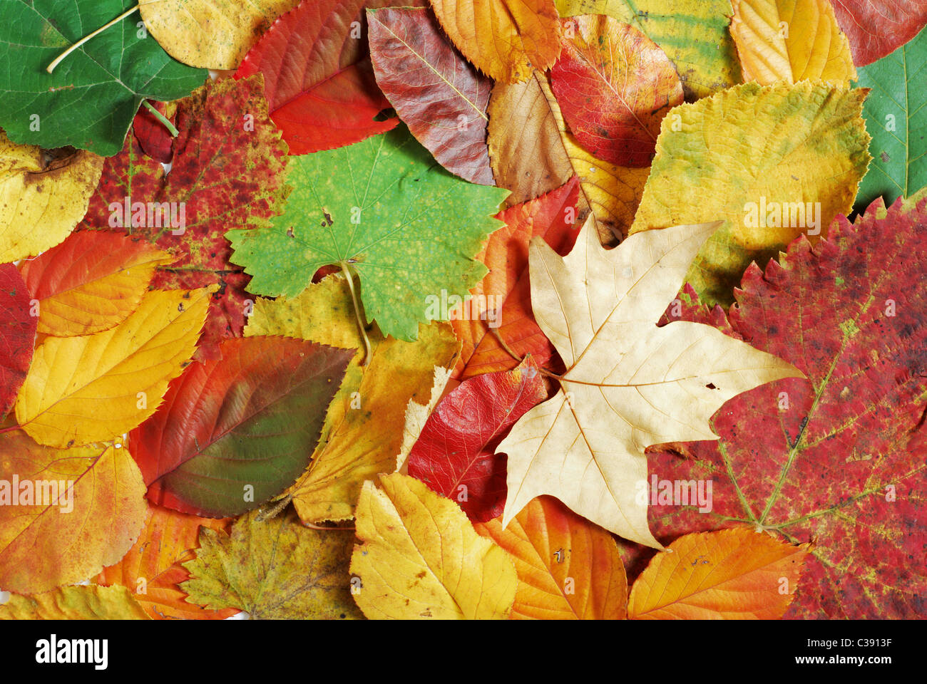 Fall background with a variety of different types, shapes and colors of ...