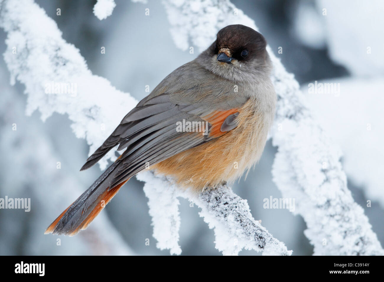 Siberian Jay (Perisoreus infaustus), perched in snowy twig Stock Photo ...