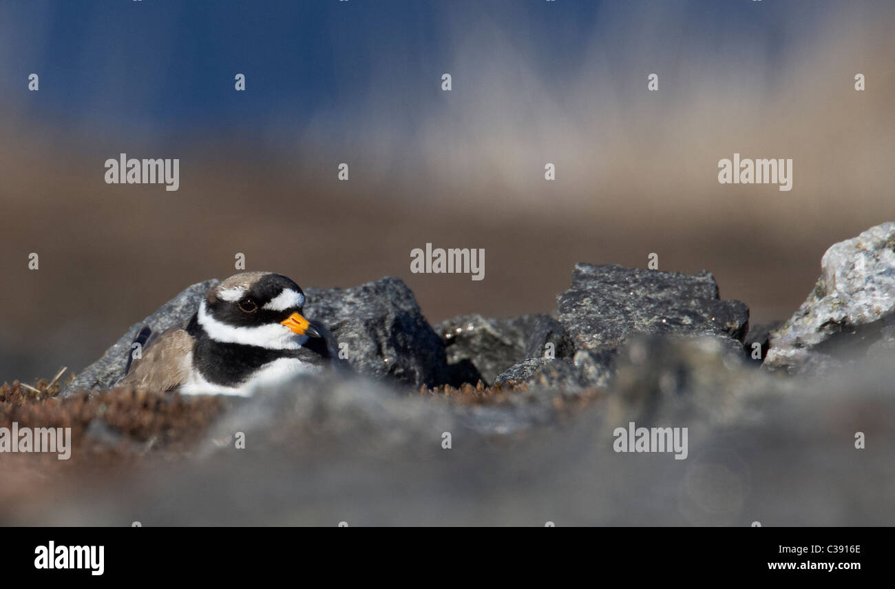Ringed Plover (Charadrius hiaticula), adult on nest Stock Photo - Alamy