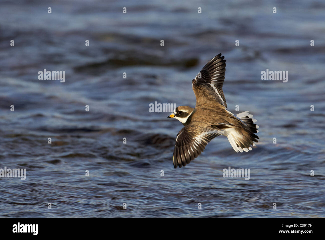 Plover by the sea hi-res stock photography and images - Alamy