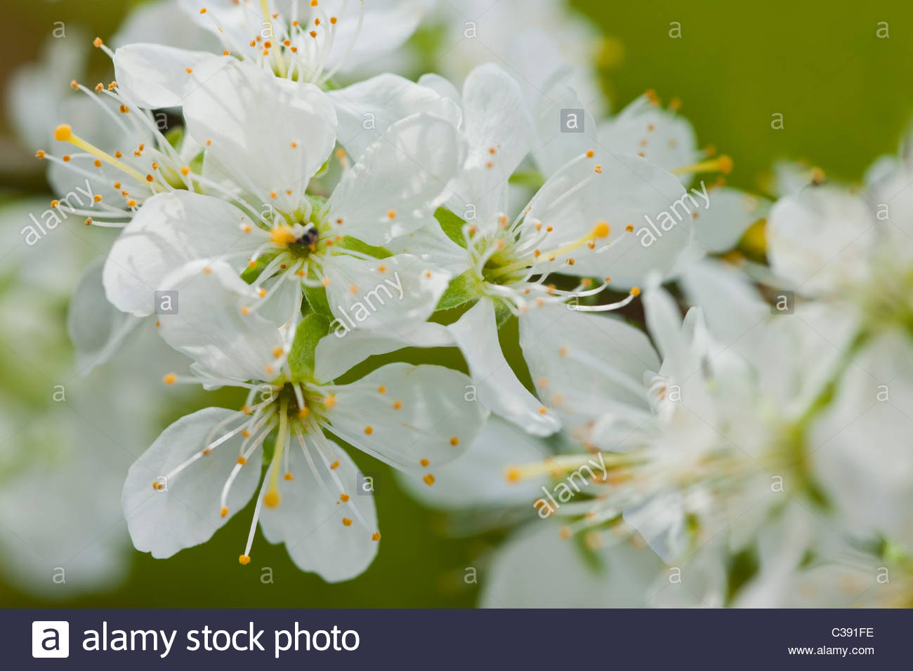 Victoria Plum Tree Stock Photos & Victoria Plum Tree Stock Images - Alamy