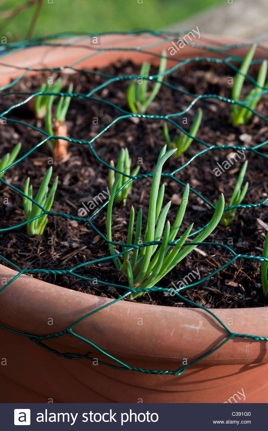 Protection From Rabbits Stock Photos & Protection From Rabbits Stock ...