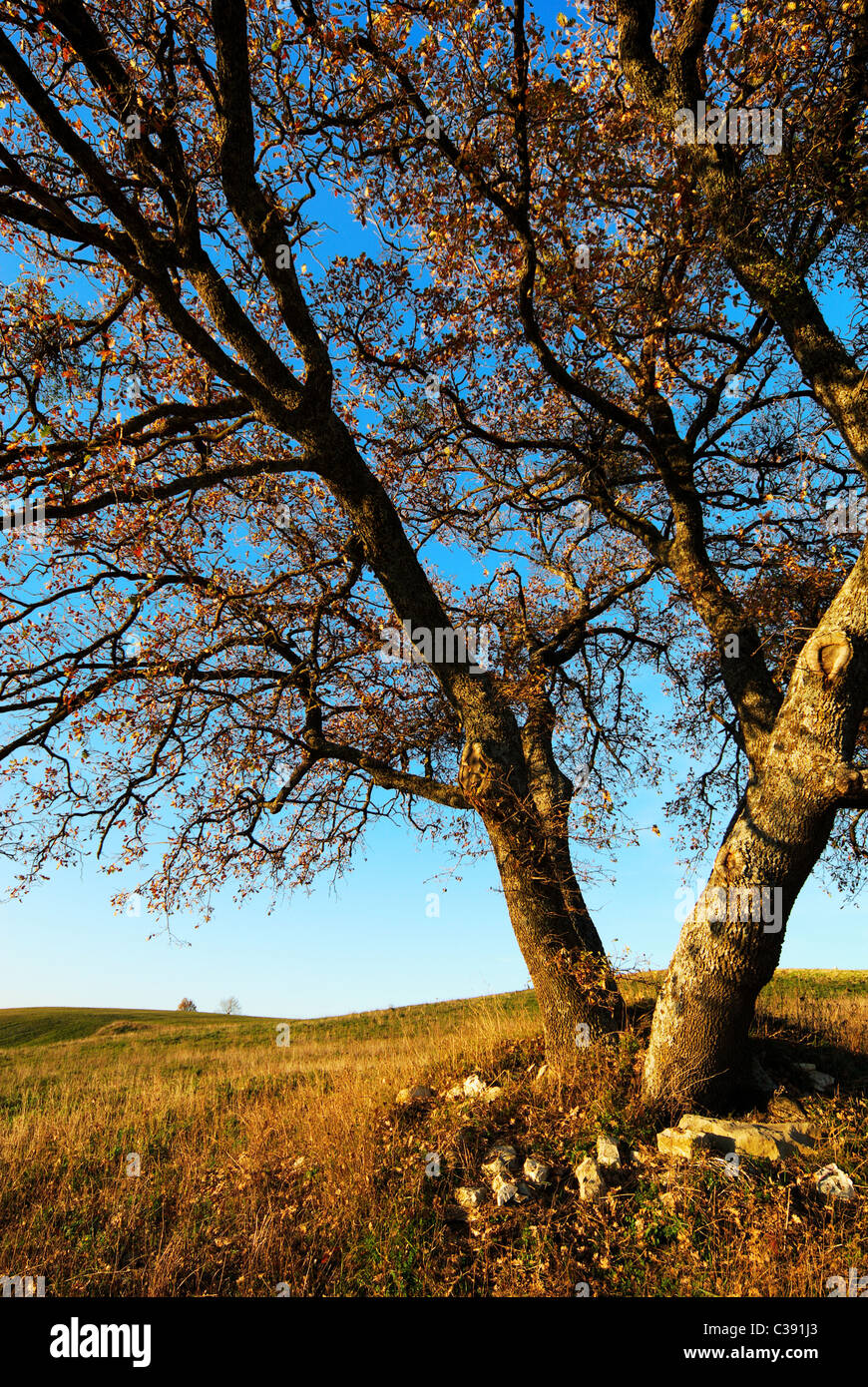 Large secular oak tree in autumn colors under blue sky Stock Photo - Alamy